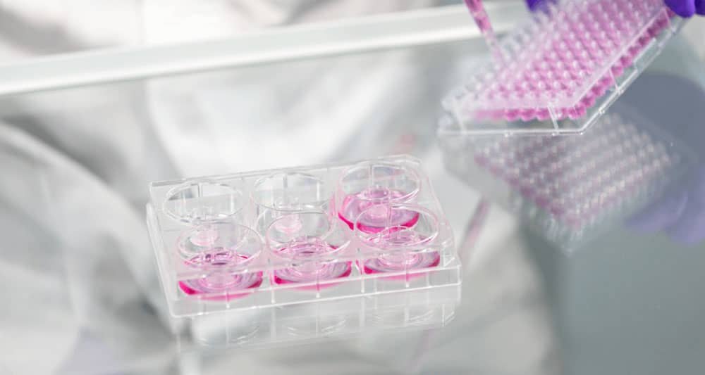 Episkin - מוצרי יופי ללא ניסויים בבעלי חיים | L'Oréal Paris